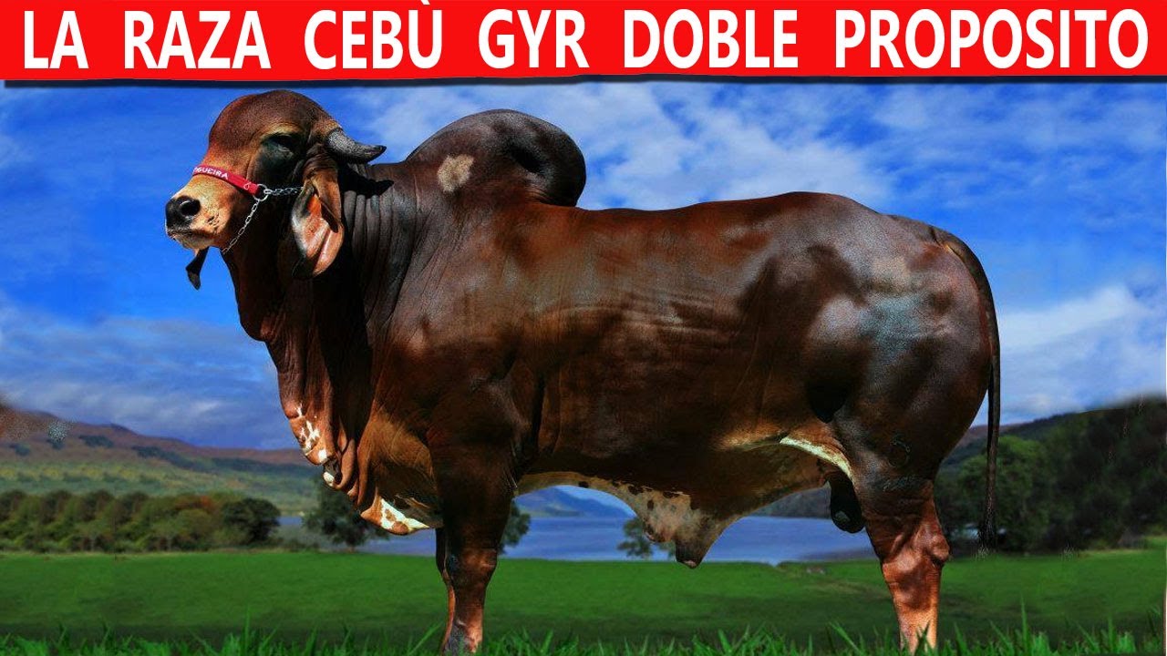 🔴 VACAS LECHERAS GYR RAZA DOBLE PROPOSITO Vacas Lecheras - YouTube