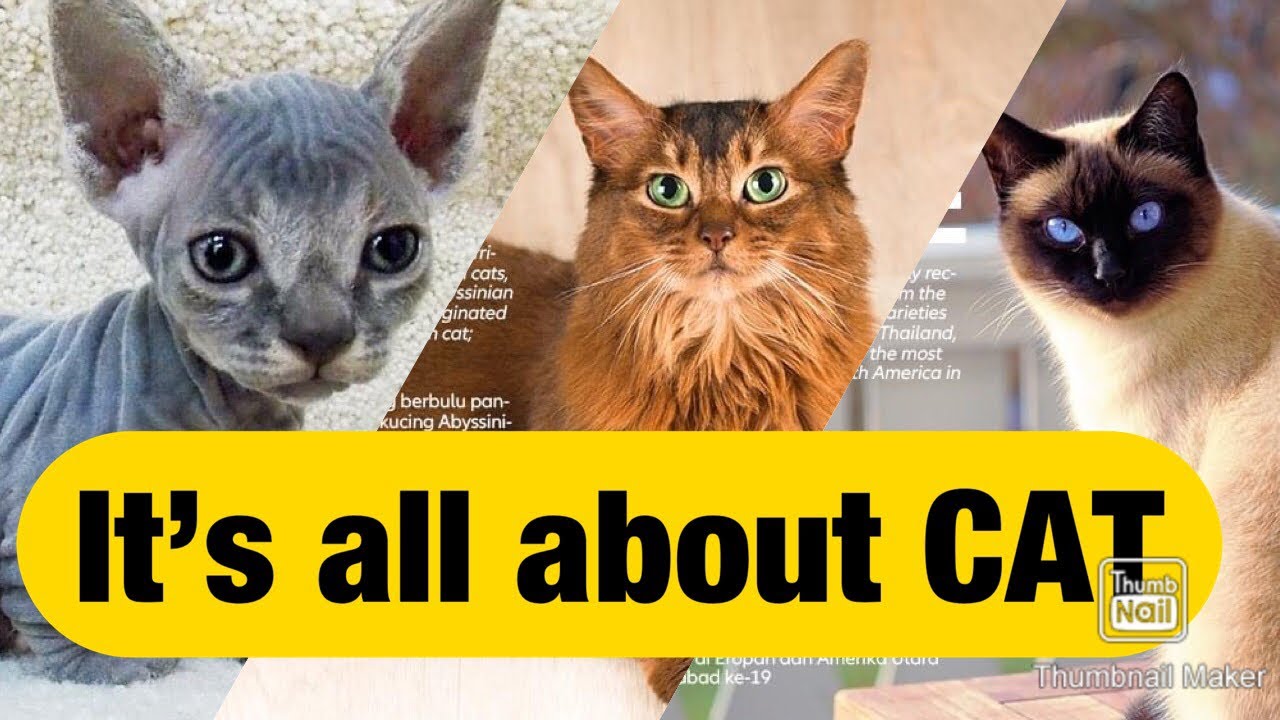 Alamin ang Lahi ng Alaga Mong Pusa | It’s All About Cat - YouTube
