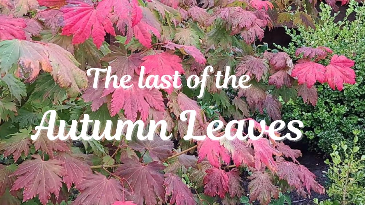 The last of the Autumn leaves - YouTube