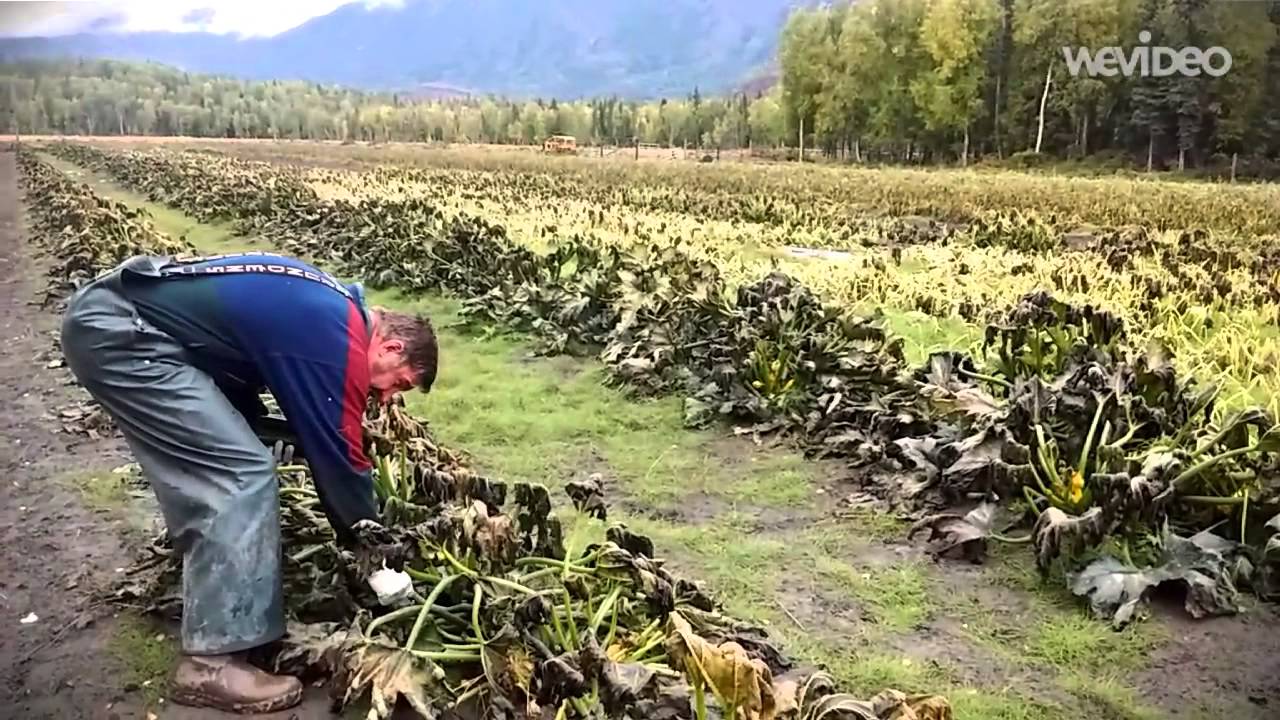Alaskan Farmer Remple Farms - YouTube