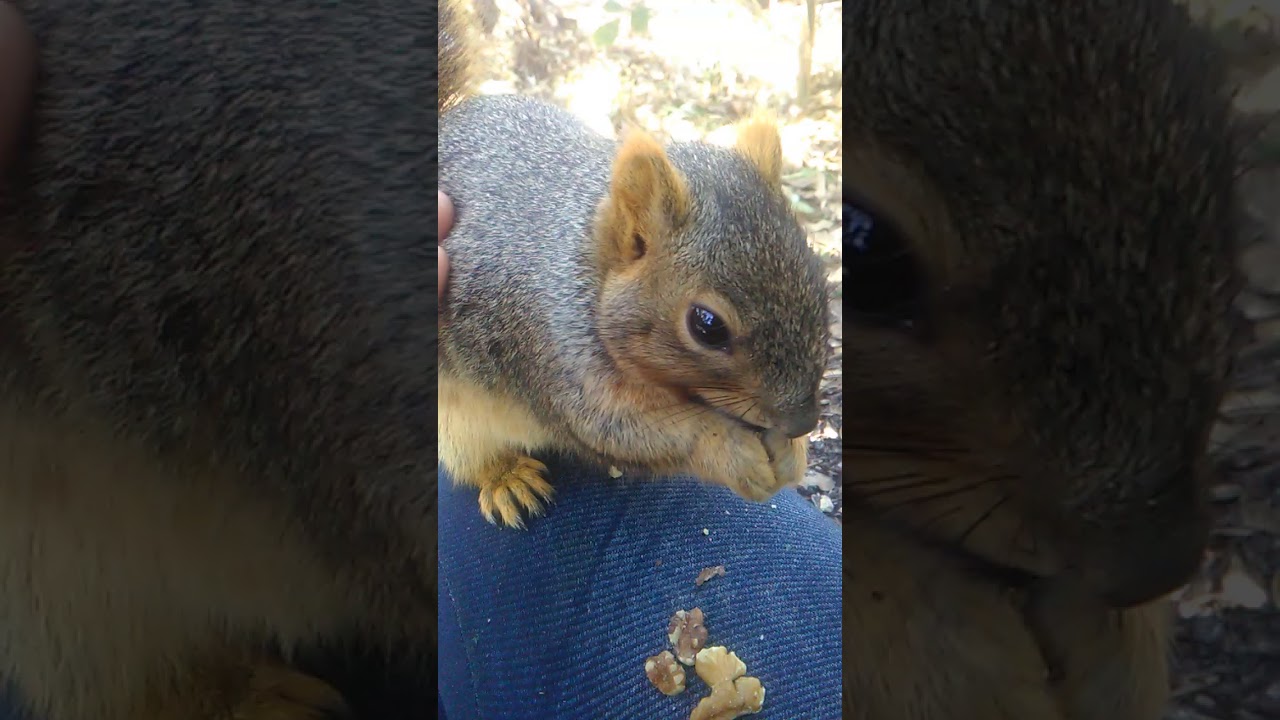 Peace Out: Squirrel avoids conflict by choosing to scram b4 chased ...
