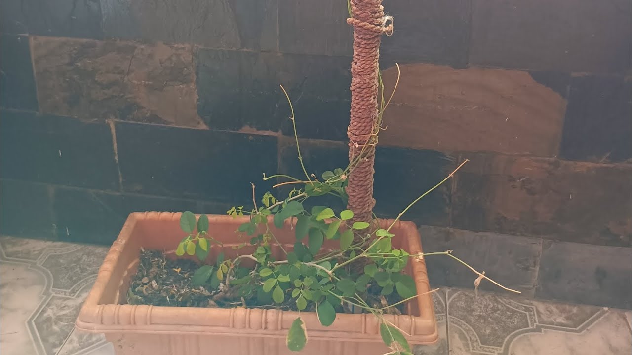 Grow Easily Butterfly Pea, Blue Pea In A Pot/ಶಂಕ ಪುಷ್ಪವನ್ನು ಮನೆಯಲ್ಲಿ ...