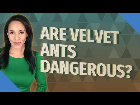 What Venom Does Velvet Ants Have