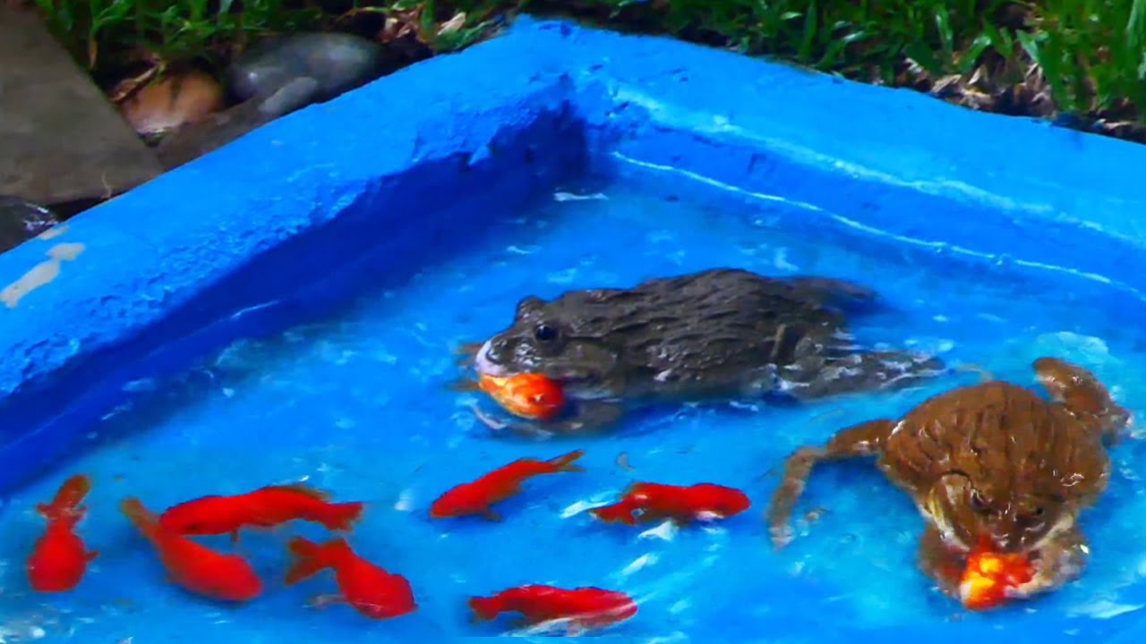 Warning live feeding! East Asian bullfrog eating goldfish in pool - YouTube