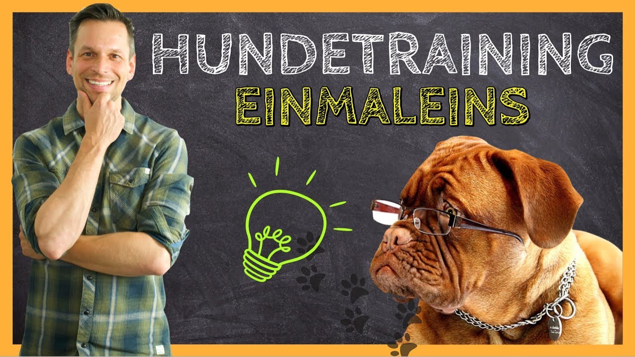 HUNDETRAINING Einmaleins | Grundlagen für eine ERFOLGREICHE ...