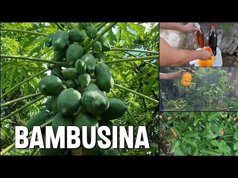 como se hace la BAMBUSINA para grandes COSECHAS Y FLORACIONES - YouTube