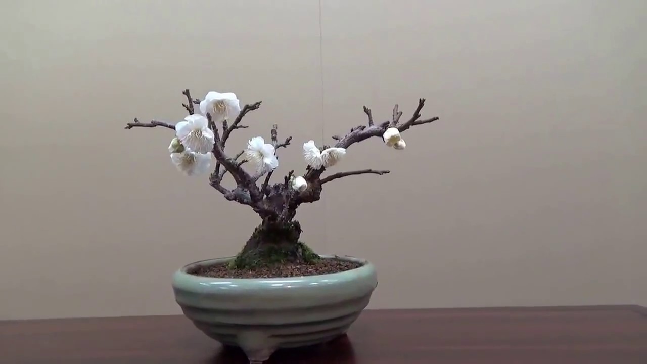 Plum Bonsai show in Japan ! Blossom. UME BON TEN 梅盆展2017 Part 4. - YouTube