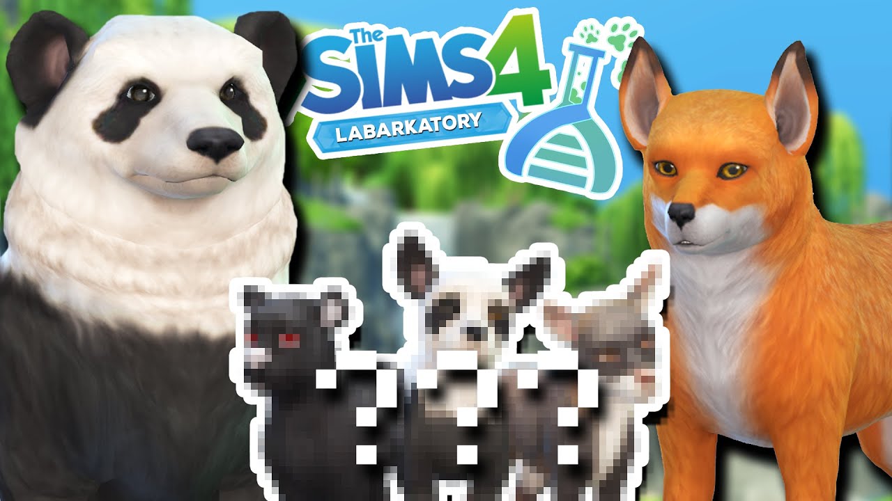 Birth of PANDA x FOX Cross-Breeds!! 🐼💕🦊 - YouTube