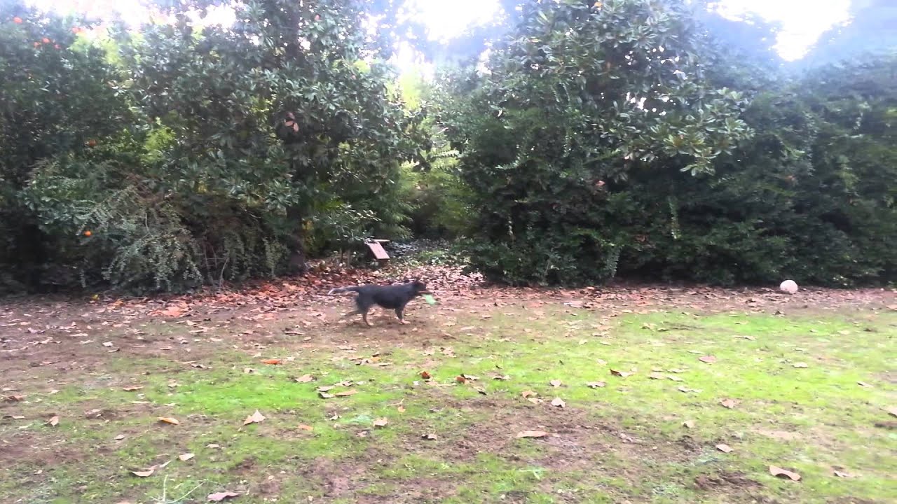 Blue queensland heeler jumping for frisbee - YouTube