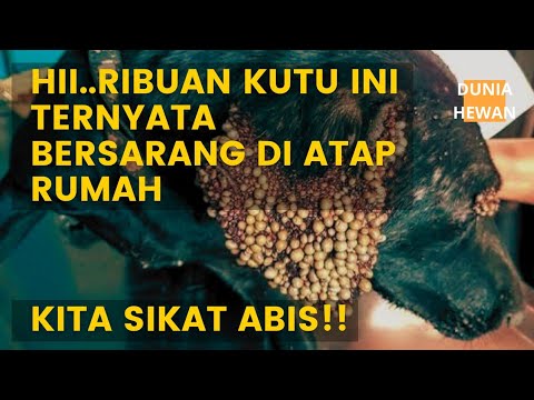 6 Tips Membasmi Kutu dan Caplak Anjing dan Kucing Permanen