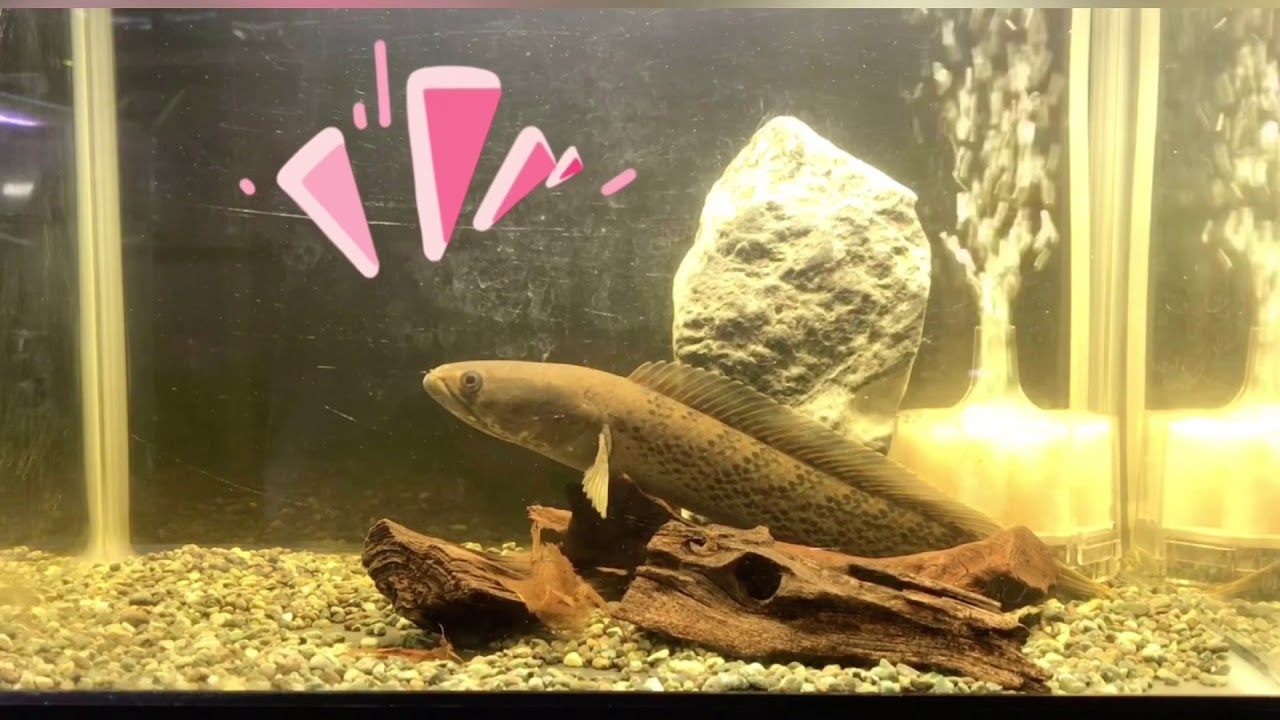 #Aquariumfish #SnakeHead #Channa Channa stewartii sp.Karlbi Anglong ...