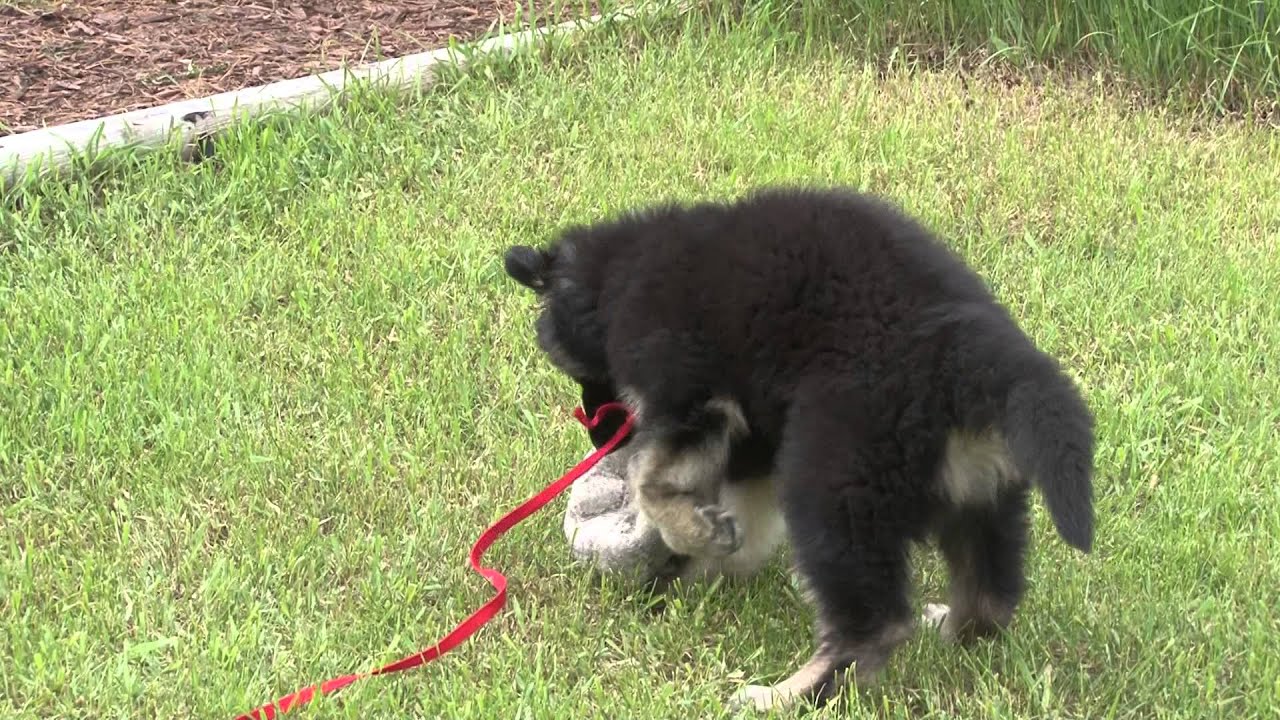 Bandit the puppy chews soccer ball - YouTube