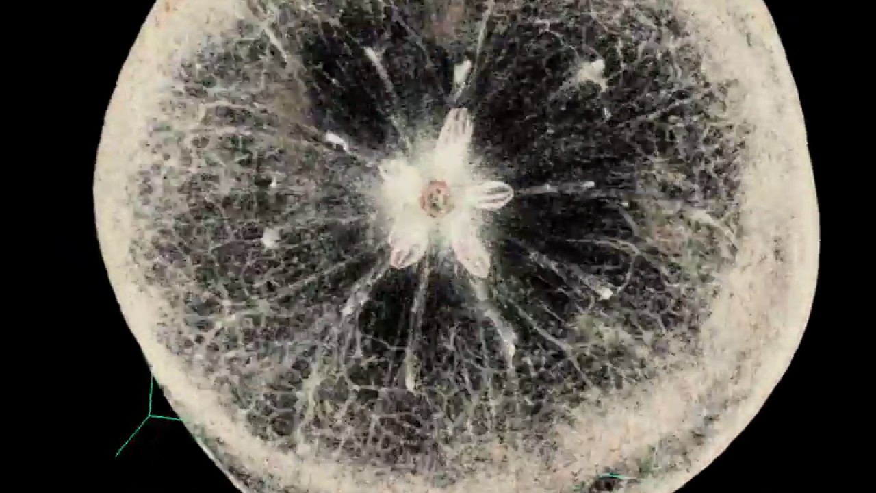 Frost damage on apple, X-ray CT - YouTube