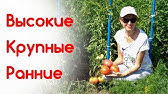 Крупноплодные томаты. Прекрасный томат "Три толстяка". - YouTube