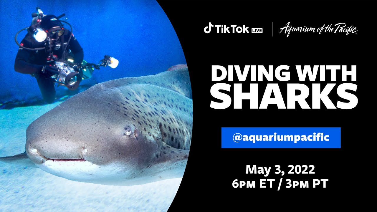 TikTok Replay: Diving With Sharks - YouTube