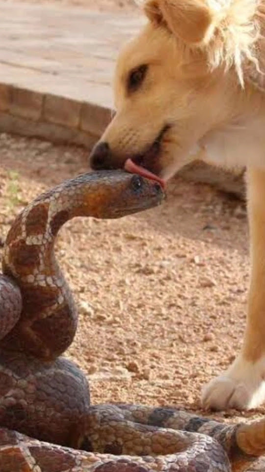 दुनिया का सबसे वफादार जानवर,और सबसे खतरनाक जीव एक साथ। Dog vs Snake. # ...