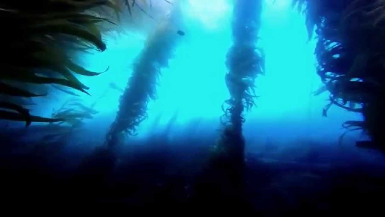 Macrocystis pyrifera (Giant Kelp) Aboard the Conception- Truth Aquatics ...