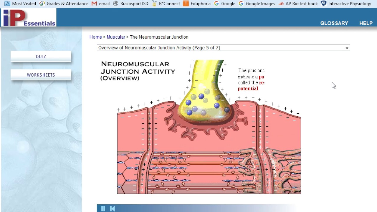 neuromuscular junction function video 1 - YouTube