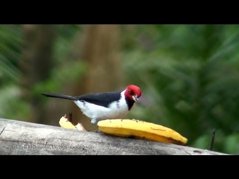 Paroaria gularis * Red-capped cardinal - YouTube