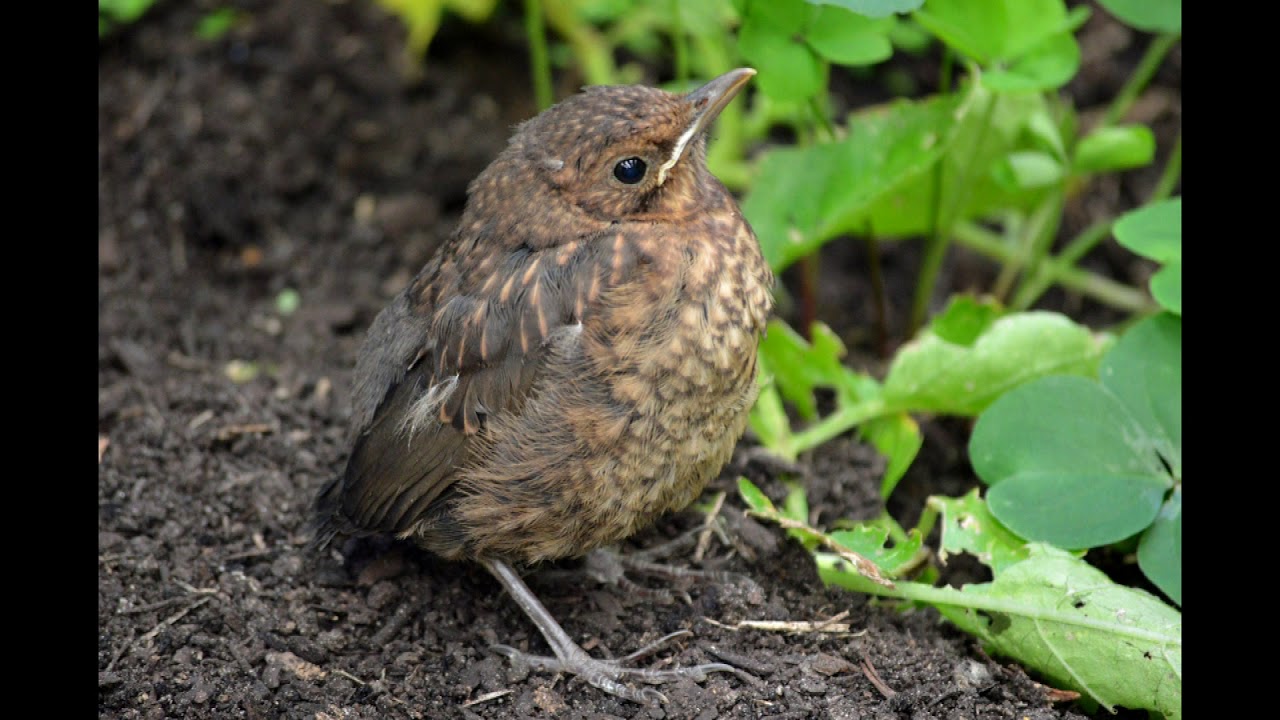 ELLY Song Version 2 - YouTube