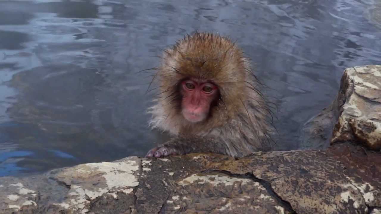 Baby snow monkey in a hot spring - YouTube