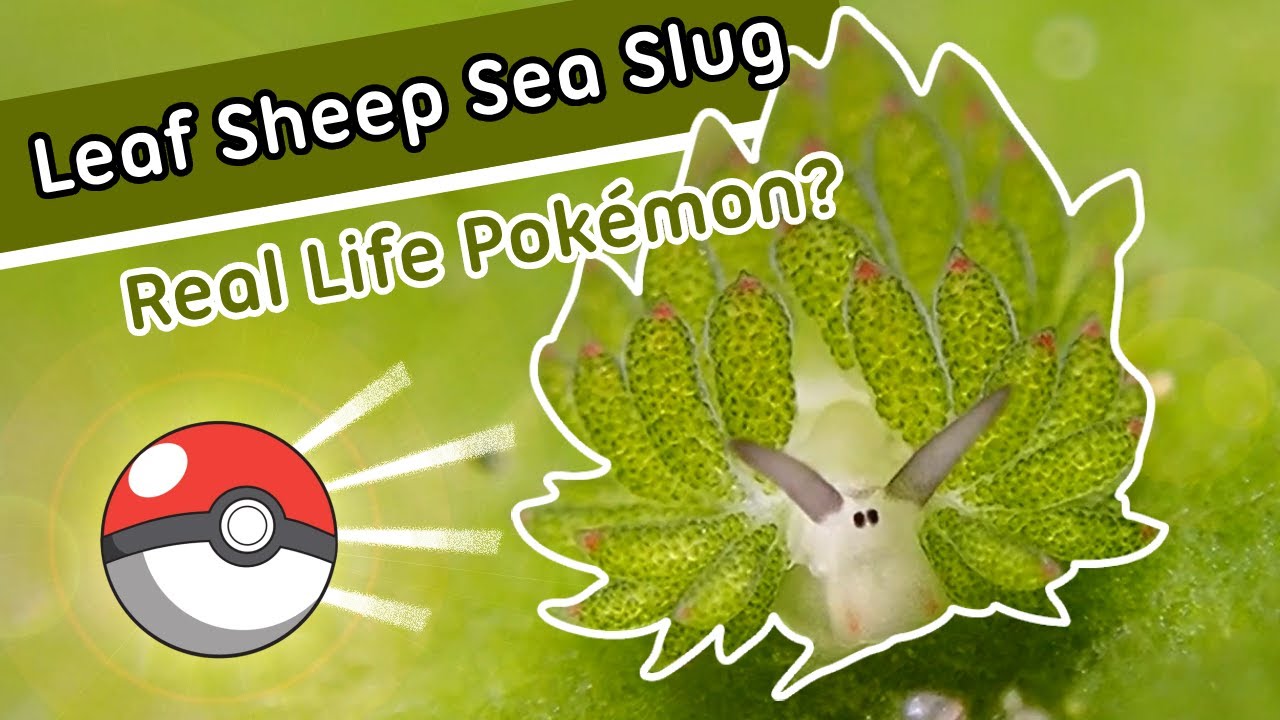 Leaf Sheep Sea Slug - Costasiella Kuroshimae | First Impression | Real ...