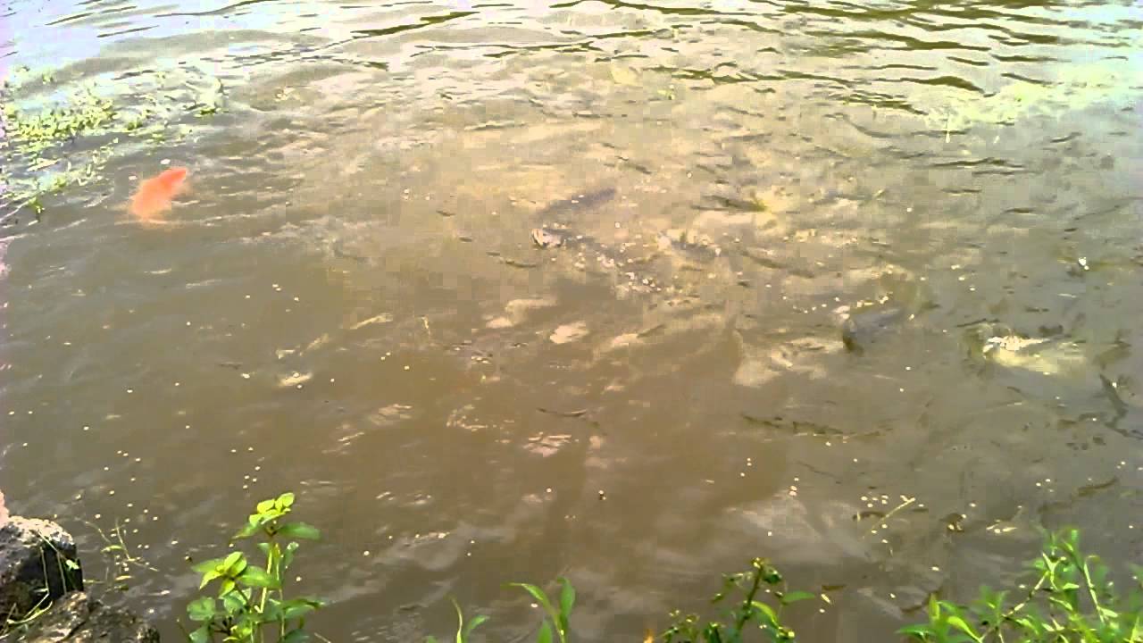 INTEGRATINO OF RICE CUM FISH CULTURE - YouTube