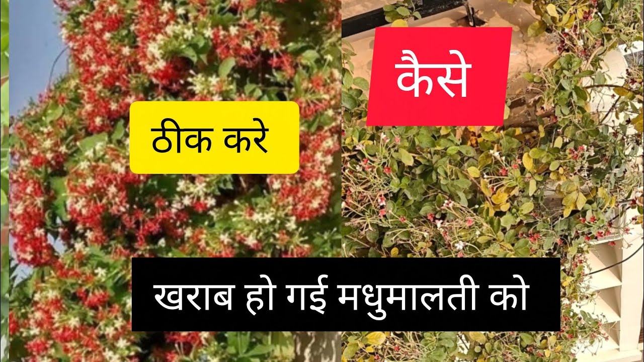 How to care madhumati flower plant// फिर से फूलों के लिए तैयार - YouTube