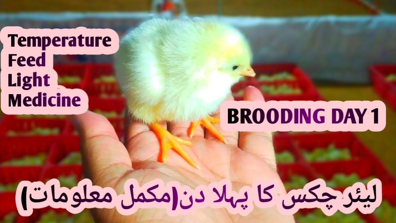 Brooding Steps of Layer Chick |Day 1|Easy Management|Dr. Tauseef # ...