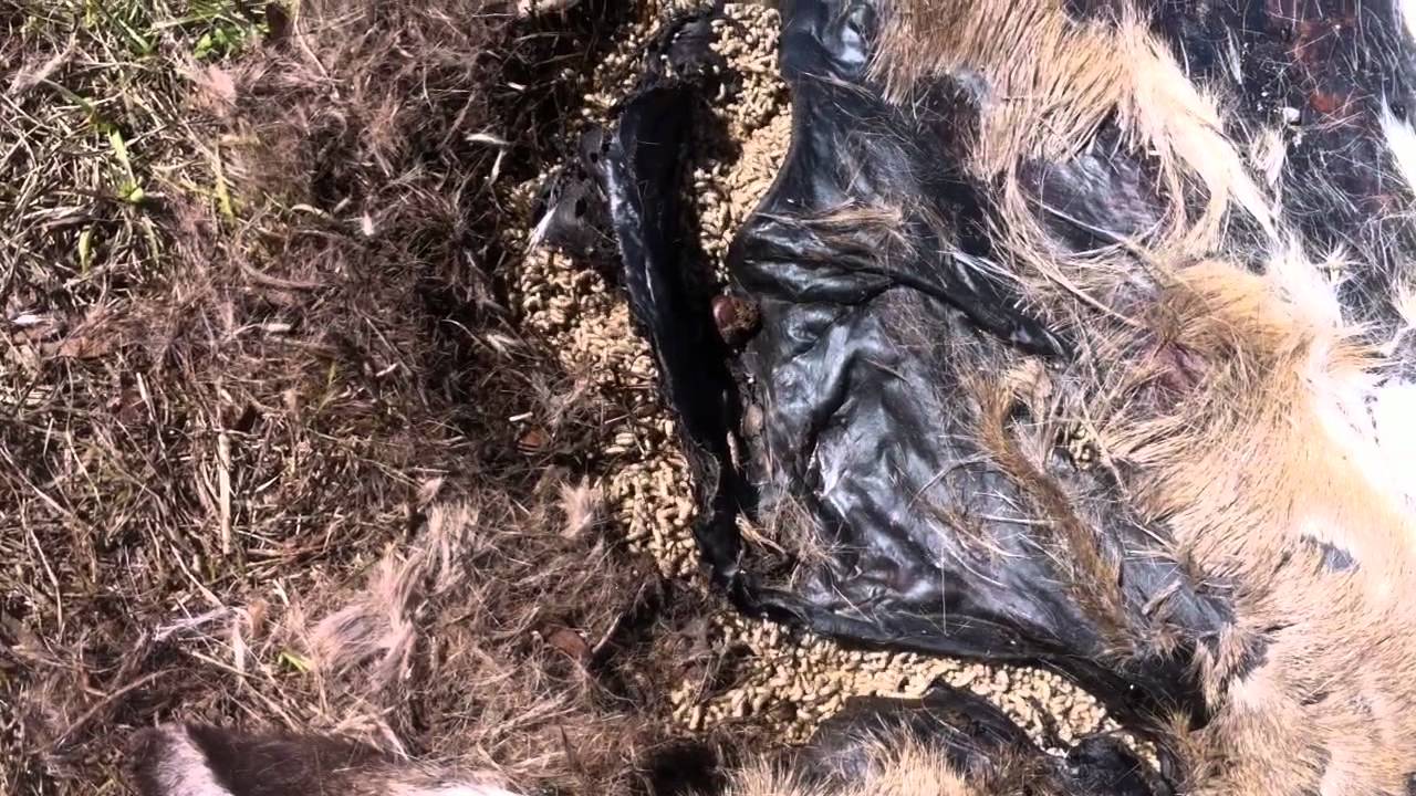 BULLET HOLES, COWS & MAGGOTS - DAY 13 - MOBILE, AL - YouTube