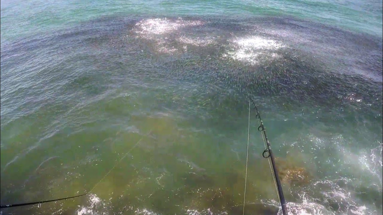 This Should be Called Catching, NOT Fishing - Epic MULLET RUN Migration ...