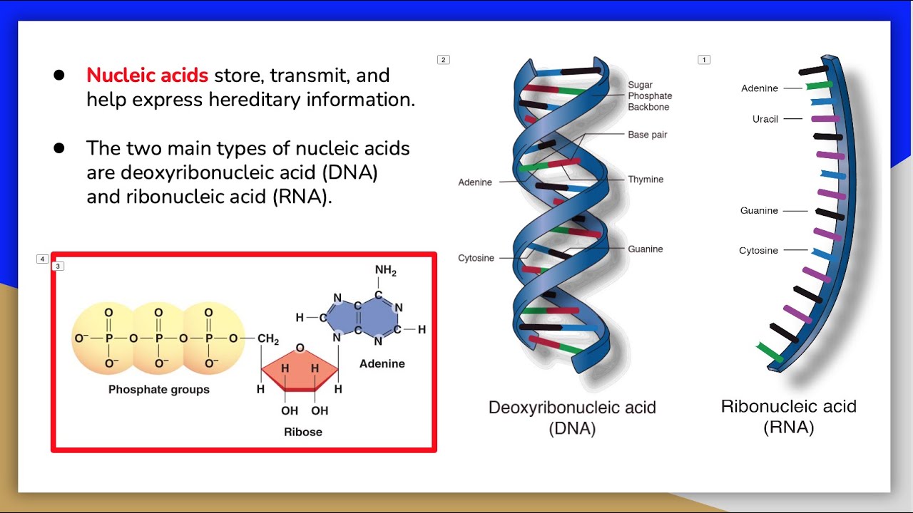 Nucleic Acids 1: Introduction to Nucleic Acids and the Structure of ...
