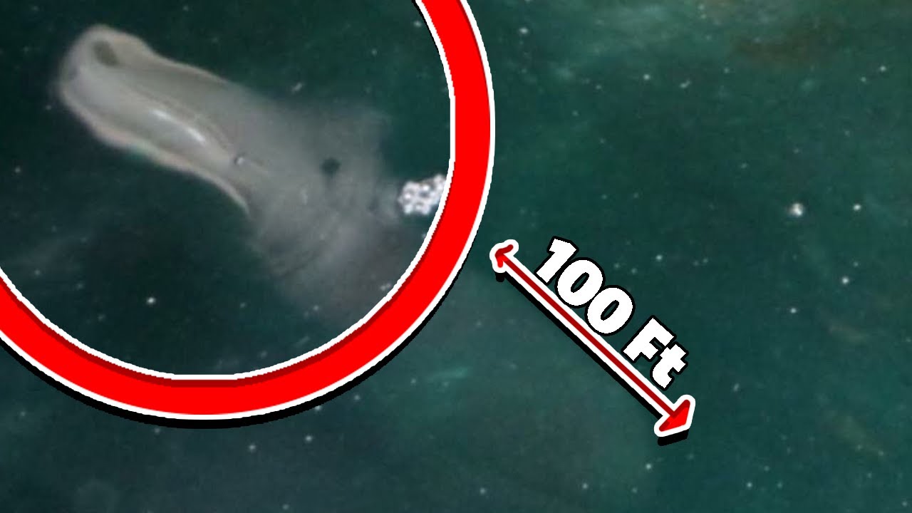 Top 3 Sea Monsters Caught on Camera of All Time (No Hoaxes!) - YouTube