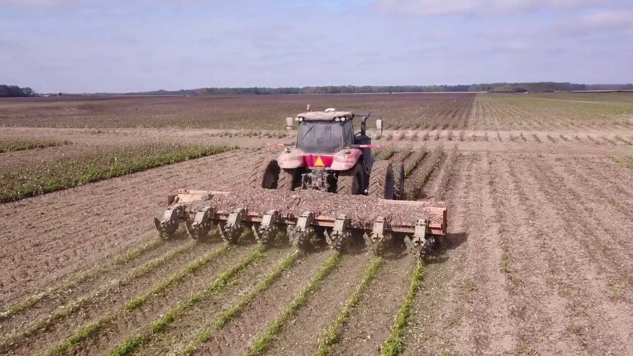 Cutting Cotton Stalks - YouTube