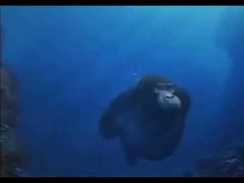 Bi bakarsın, balıkların arasından yüzen goril çıkar 😮 #shorts