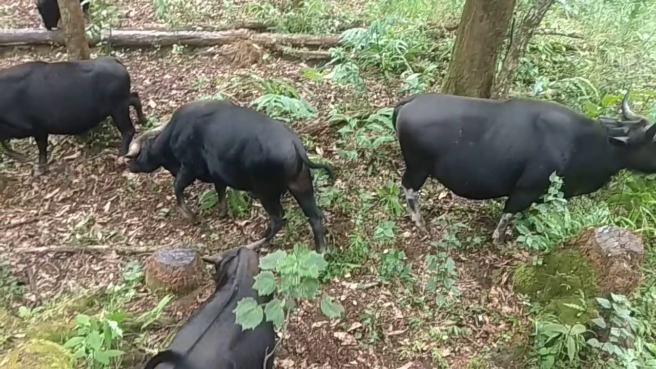 Gayal, (Gayal Bull) (Bos Frontalis), Mithun, Gaur, Banteng, Bovinae ...
