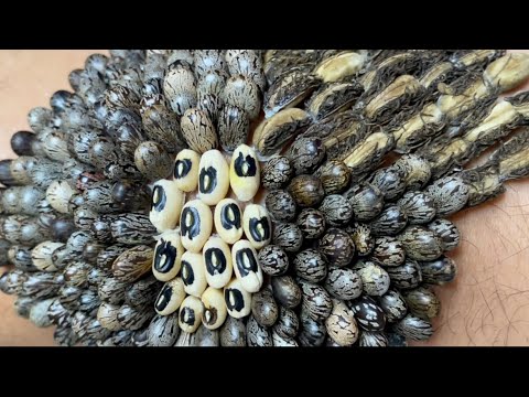 The secret of ticks behind the dry corn husks - YouTube