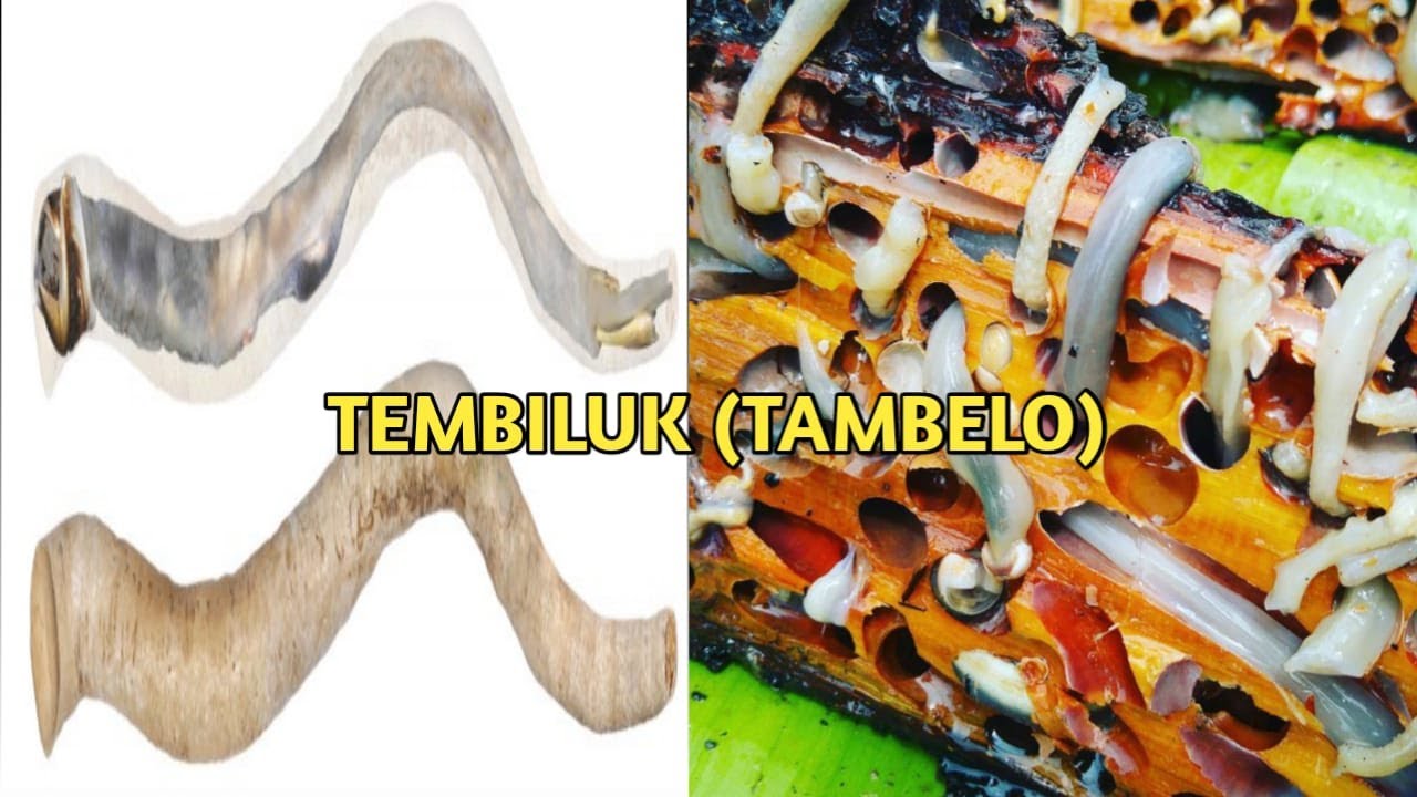 Sisi Unik Tembiluk (Tambelo) - YouTube