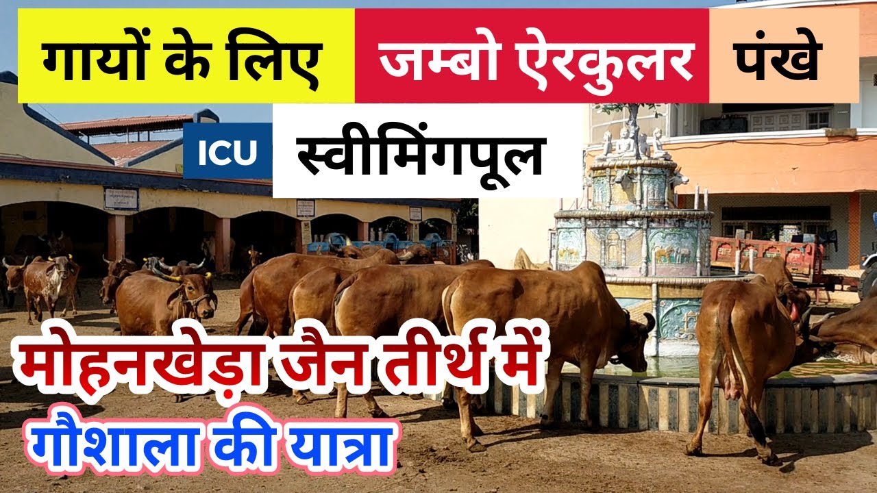 Mohankheda jain Tirth Gaushala | मोहनखेड़ा जैन तीर्थ गौशाला यात्रा ...