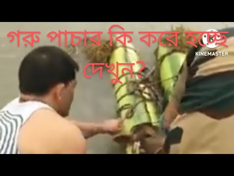 Goru pachar India to Bangladesh | goru churi News | Goru pachar News ...