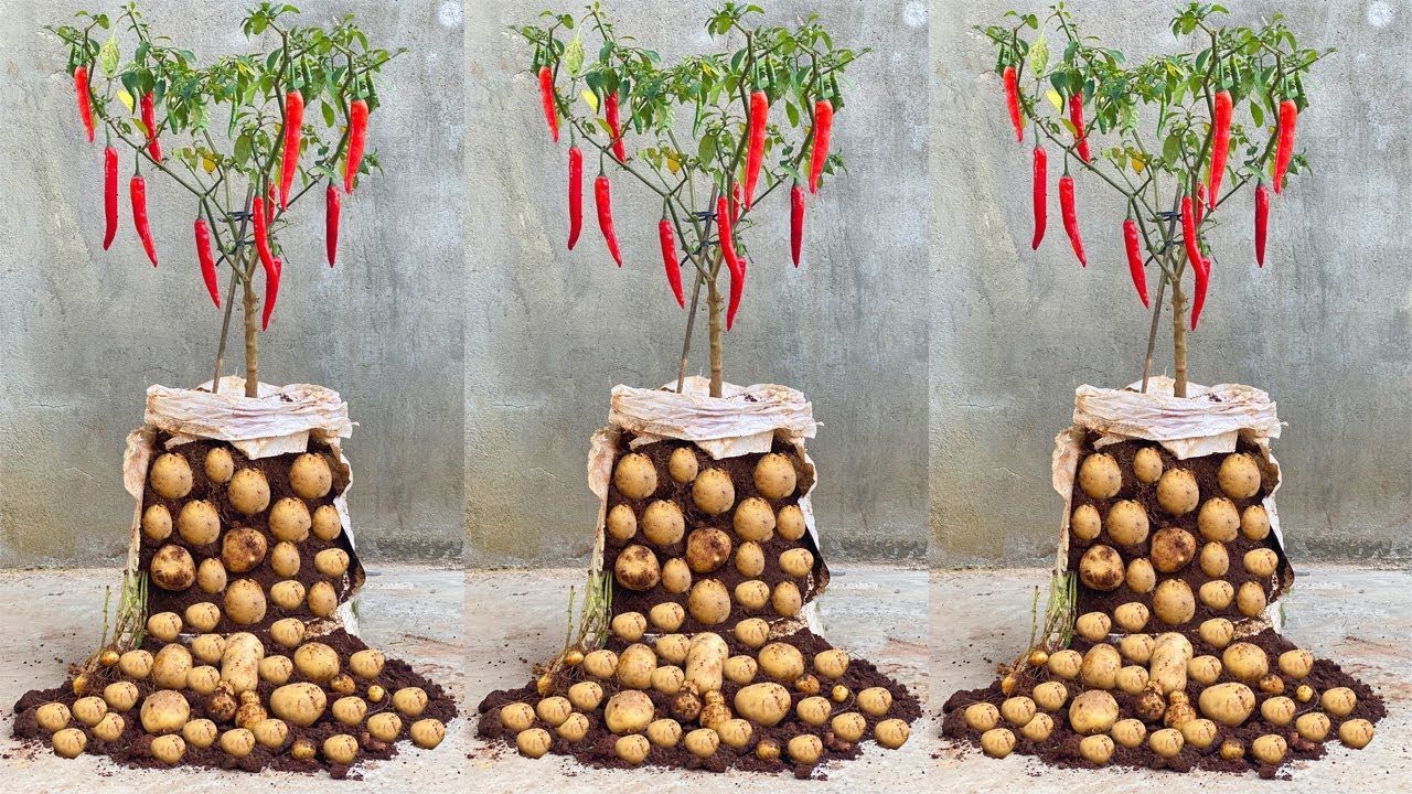 How to grow potatoes from chili tree | Growing potatoes from chili tree ...