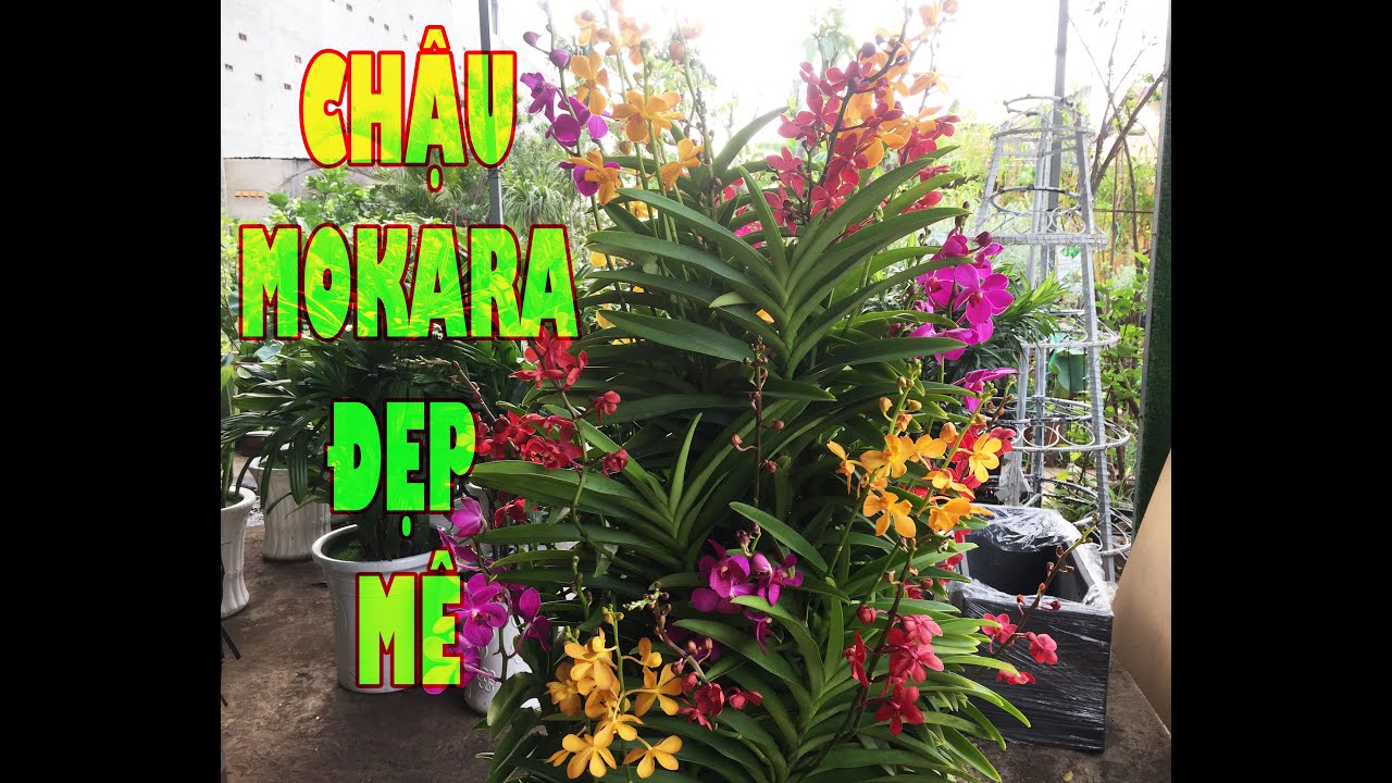 Chậu lan Mokara đẹp tuyệt- So beautiful mokara art - YouTube