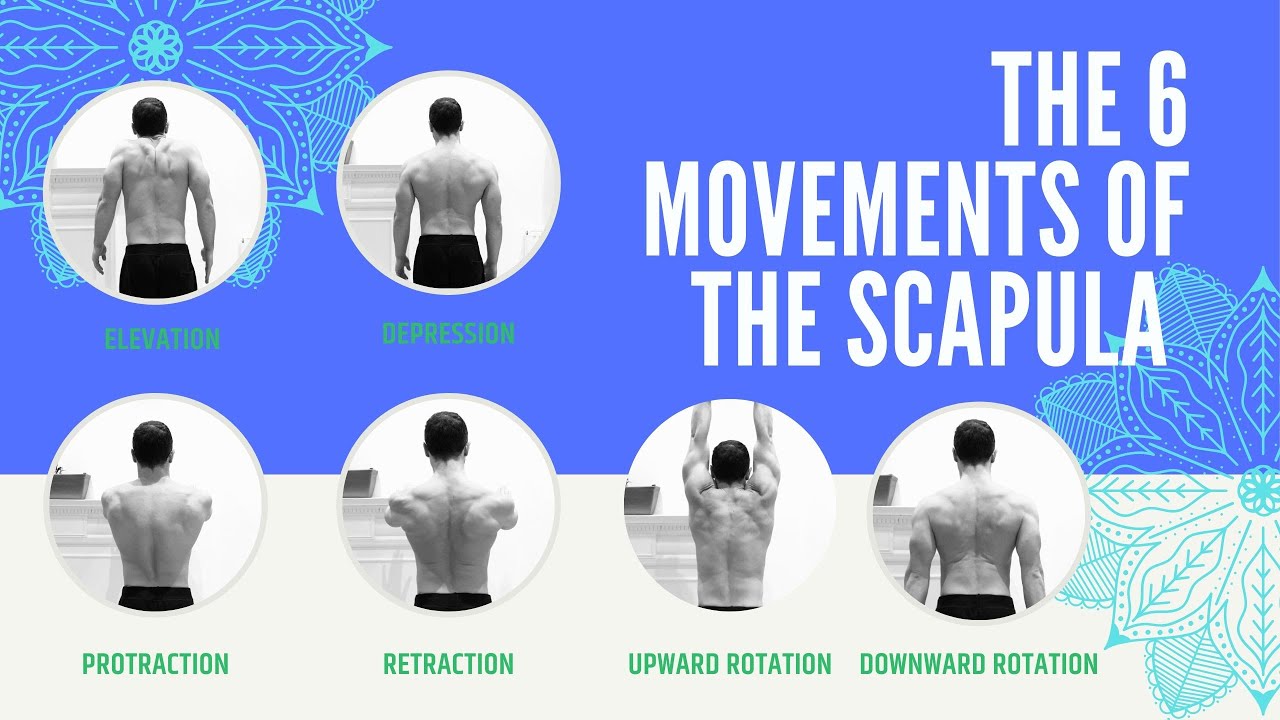 Scapular Movement - YouTube