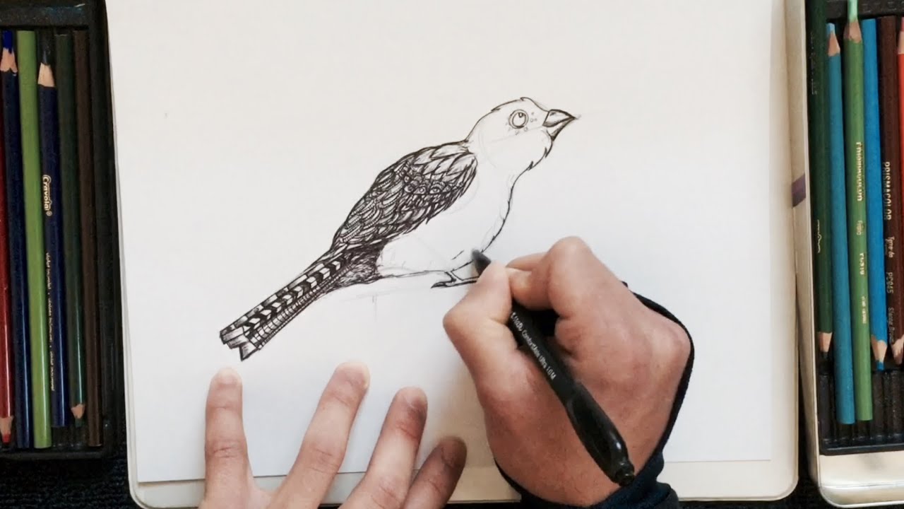 Como Dibujar un Pajarito - How to draw Birdie - YouTube
