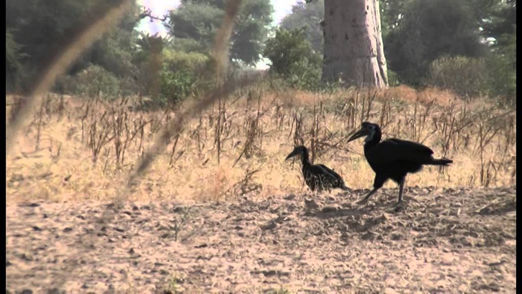 Faune Sénégal - YouTube