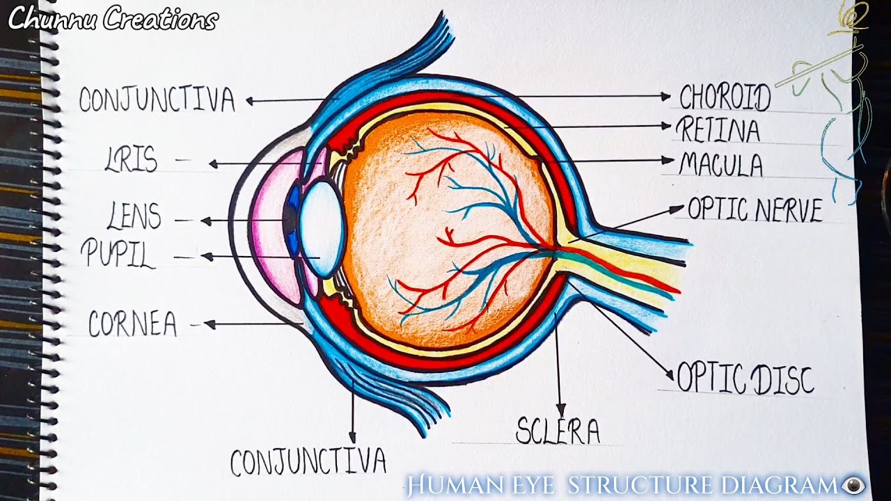 Human Eye Anatomy Diagram How To Draw Human Eye Section