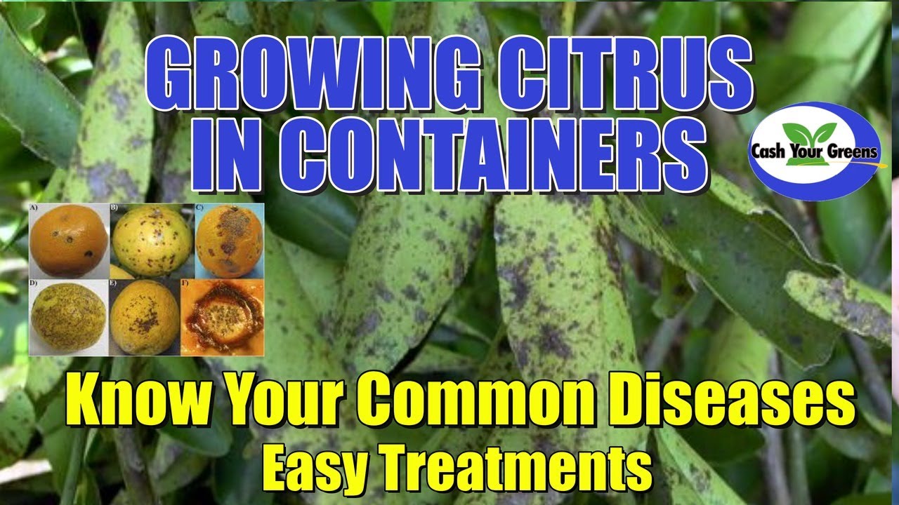 GROWING CITRUS IN CONTAINERS - Know Your Citrus Diseases & How to Treat ...