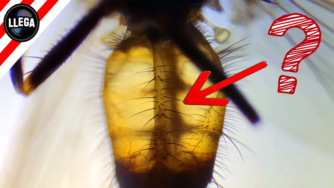 🔴 ZOOM 1000X - How things look with an optical microscope - YouTube