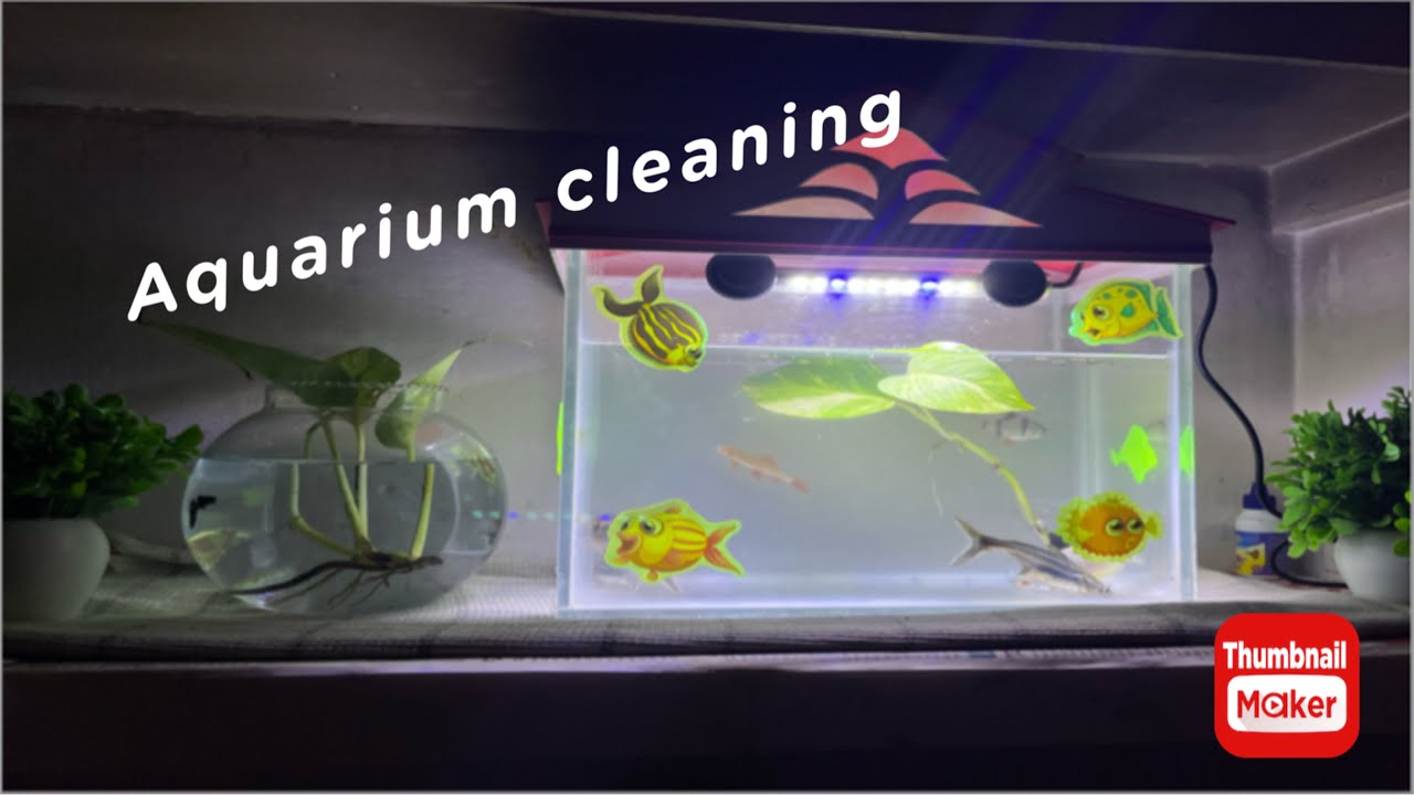 joined new frds 🐟|| #aquarium # fish aquarium #crafts ...