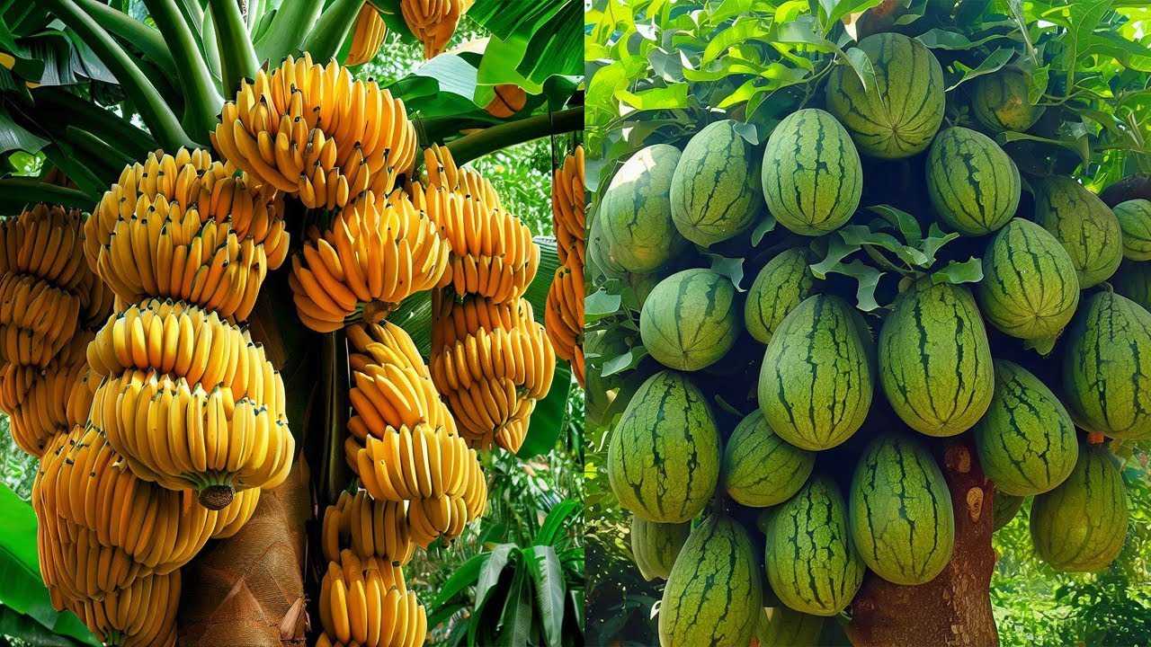 Best Amazing Grafting Banana tree with Watermelon Using technique New ...